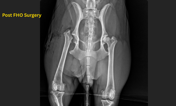 FHO Surgery Cost for Pets: Pricing, Recovery, and What to Expect ...