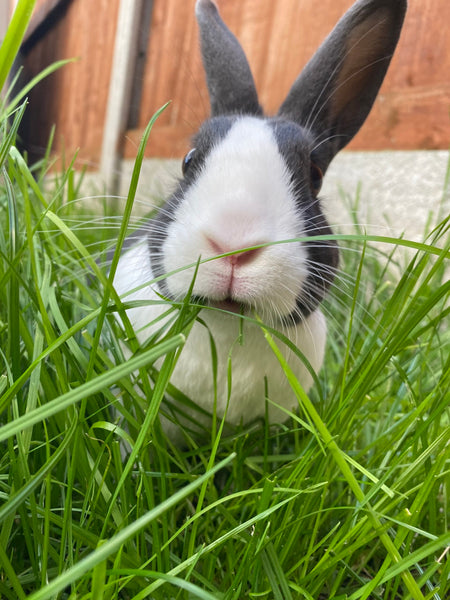 Gastrointestinal Stasis – SingVet Animal Clinic